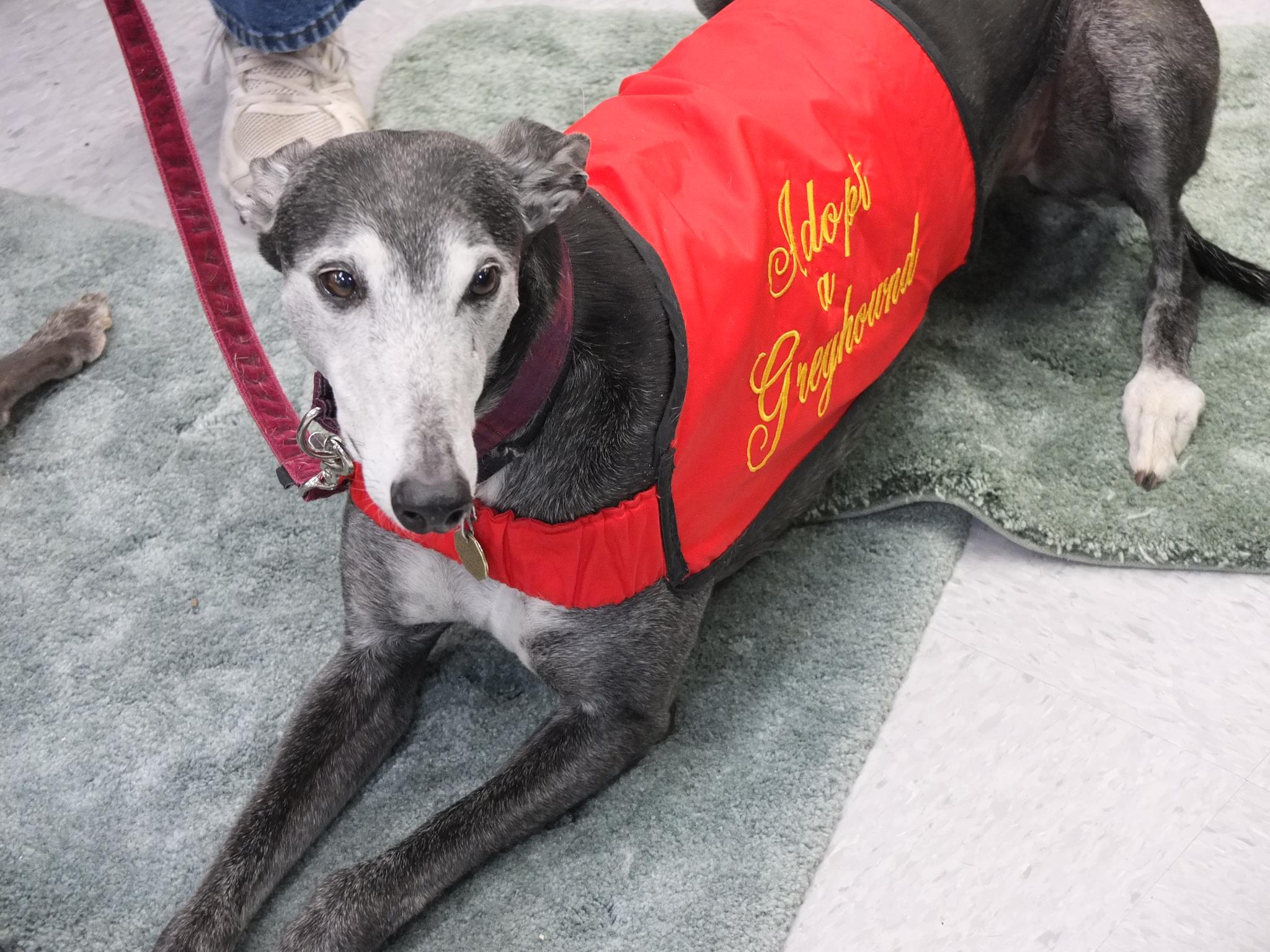 Adopting a Greyhound - Greyhound Rescue of Idaho